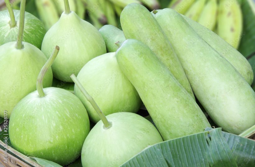Bottle Gourd : Khet Lau – agroG